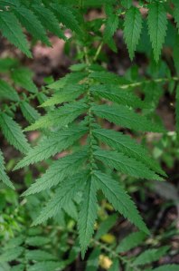 Flower of the Day: Southern Agrimony | Elizabeth's Wildflower Blog