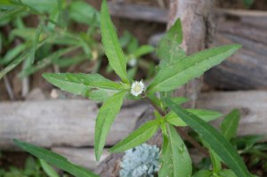 Eclipta prostrata | Elizabeth's Wildflower Blog