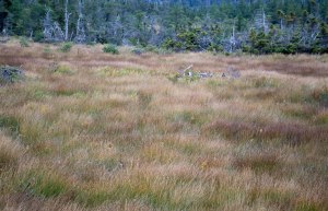 Slope Fen, Cape Breton Highlands | Elizabeth's Wildflower Blog