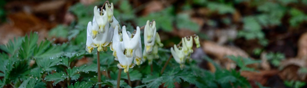 Plant List (common names) | Elizabeth's Wildflower Blog