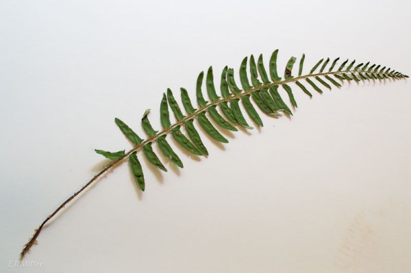 Fern Morphology and Terminology: an Illustrated Guide | Elizabeth's ...