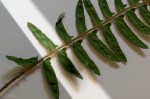Fern Morphology and Terminology: an Illustrated Guide | Elizabeth's ...