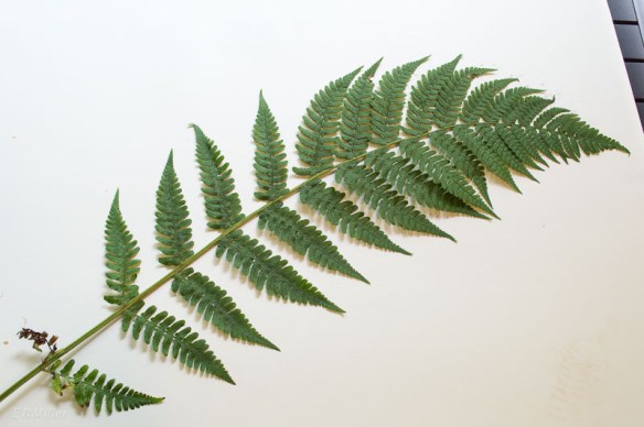Fern Morphology and Terminology: an Illustrated Guide | Elizabeth's ...