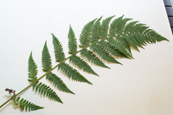 Fern Morphology and Terminology: an Illustrated Guide | Elizabeth's ...