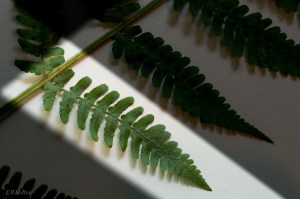 Fern Morphology and Terminology: an Illustrated Guide | Elizabeth's ...