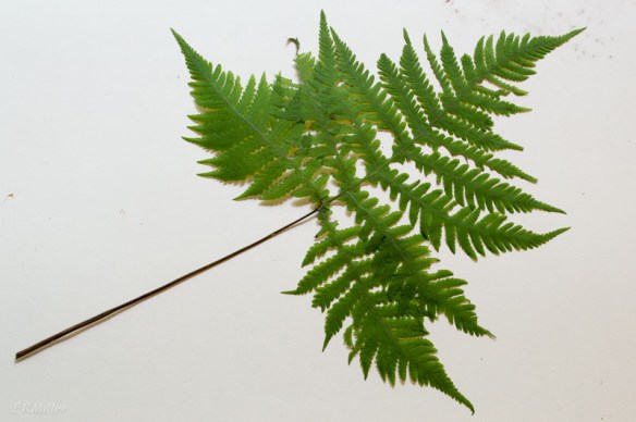 Fern Morphology and Terminology: an Illustrated Guide | Elizabeth's ...