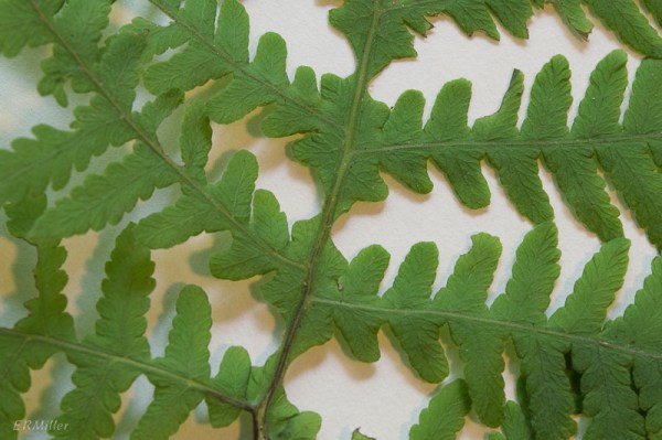 Fern Morphology and Terminology: an Illustrated Guide | Elizabeth's ...