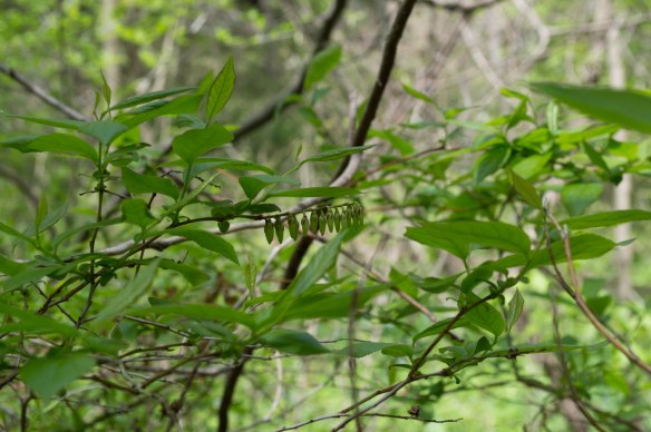Eubotrys racemosa | Elizabeth's Wildflower Blog