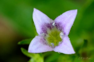Variations on a Theme: Venus’ Pride and Longleaf Bluets | Elizabeth's ...