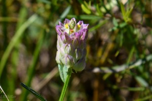 Got Milkwort? | Elizabeth's Wildflower Blog