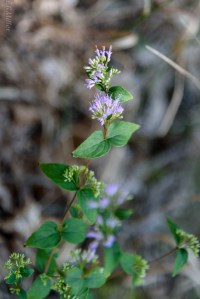 Common Dittany | Elizabeth's Wildflower Blog