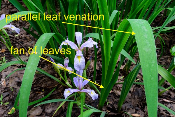 Iris Flowers: Terminology and Structure | Elizabeth's Wildflower Blog