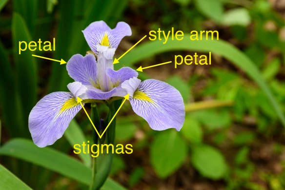Iris Flowers: Terminology and Structure | Elizabeth's Wildflower Blog