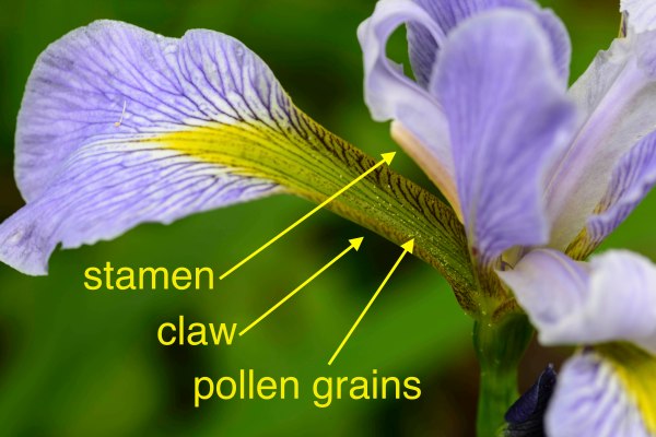 Iris Flowers: Terminology and Structure | Elizabeth's Wildflower Blog