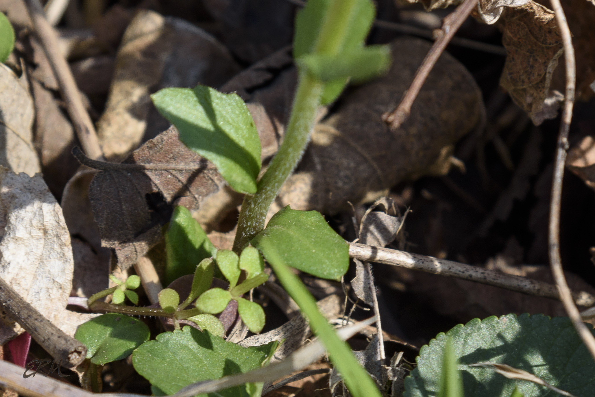 Toothworts | Elizabeth's Wildflower Blog