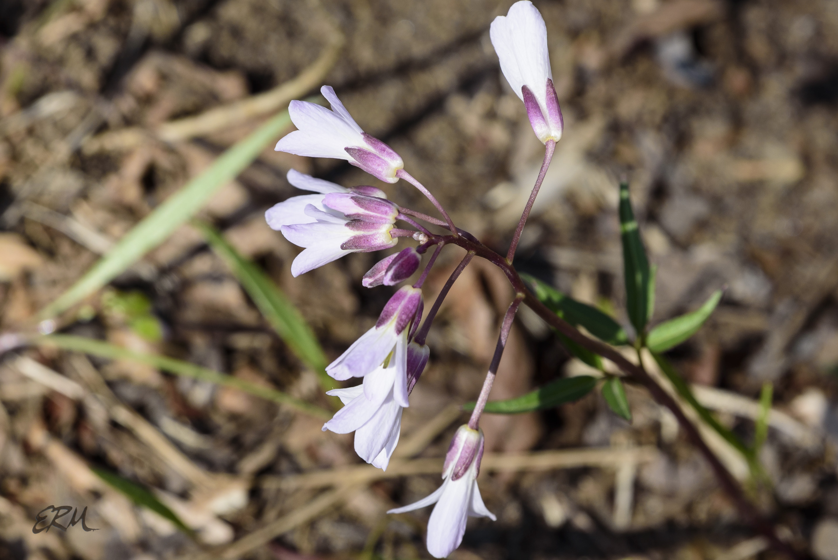Toothworts | Elizabeth's Wildflower Blog