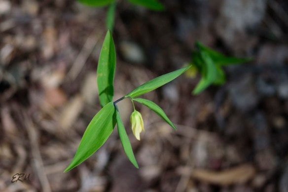 Four Similar-Looking Plants and How to Tell Them Apart | Elizabeth's ...